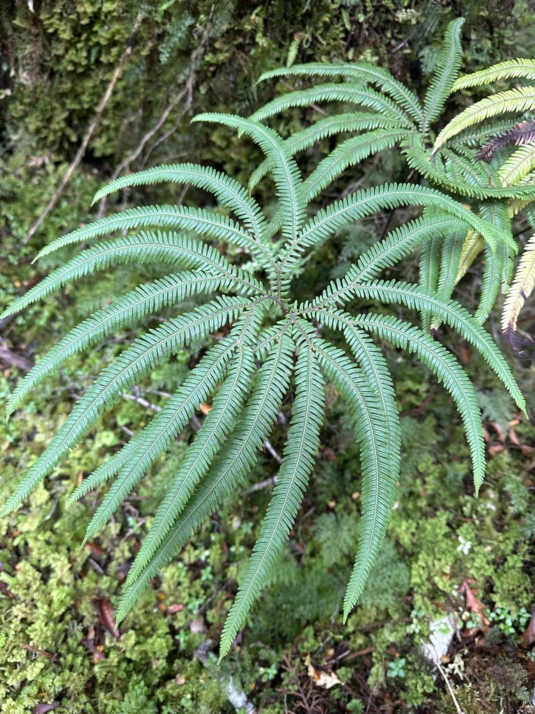 Umbrella fern from Te Waipounamu/South Island, Haast, West Coast, NZ on ...