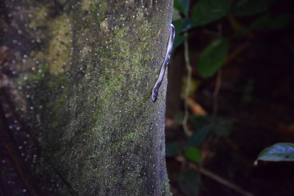 Dark Wolf Snake from Siburan, Sarawak, Malaysia on March 9, 2023 at 02: ...