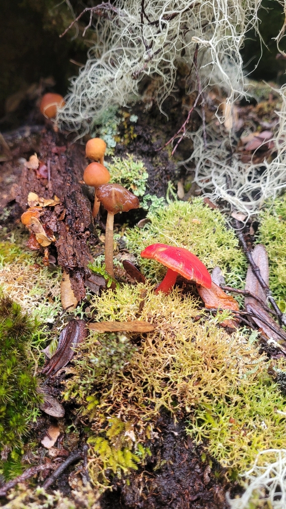 Vermilion Waxcap from Tasmania, AU on April 08, 2023 at 08:36 AM by ...