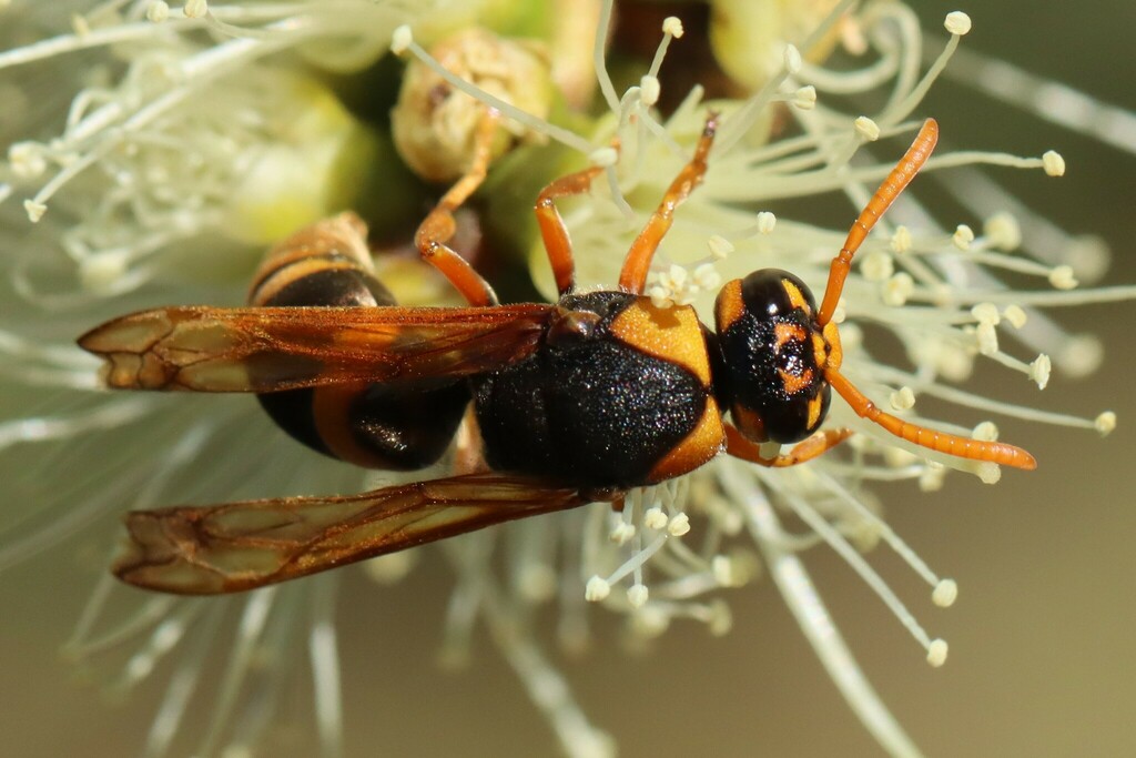 Abispa splendida from Warrimoo NSW 2774, Australia on March 31, 2023 at ...