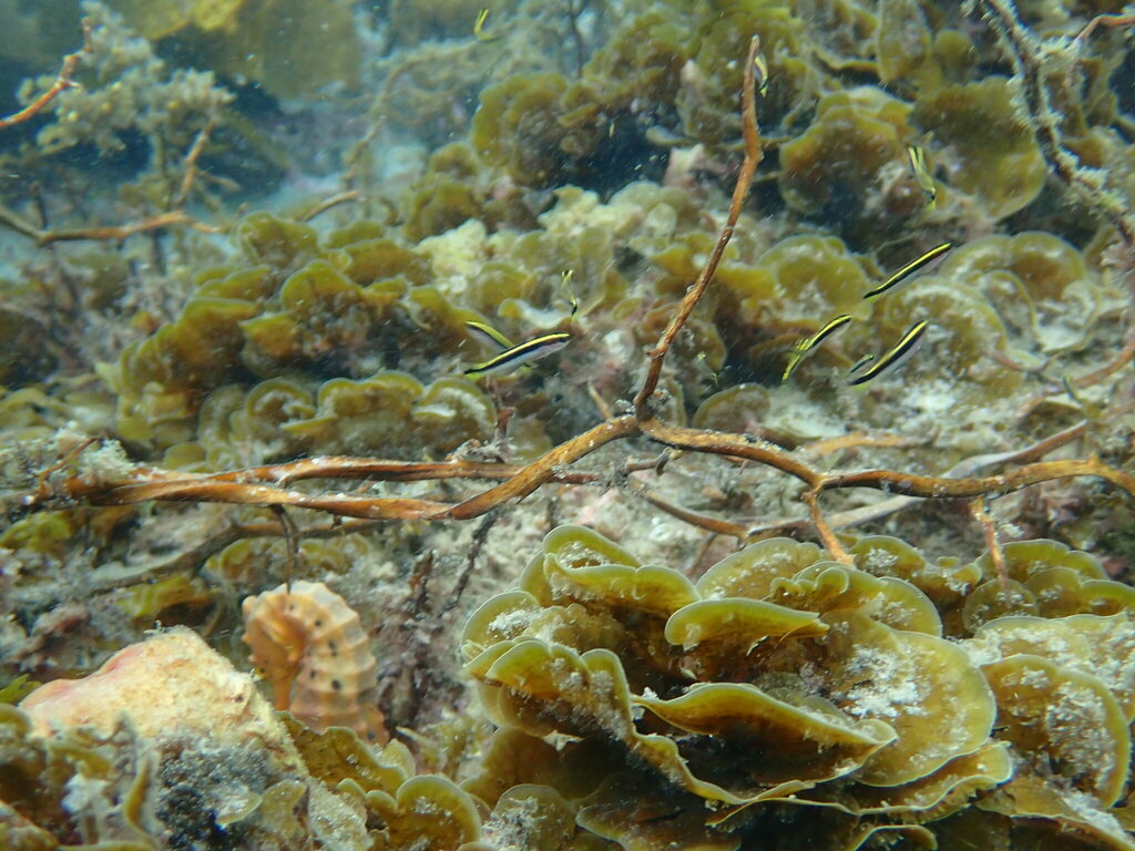 Eastern Hulafish from Jervis Bay JBT 2540, Australia on March 21, 2023 ...