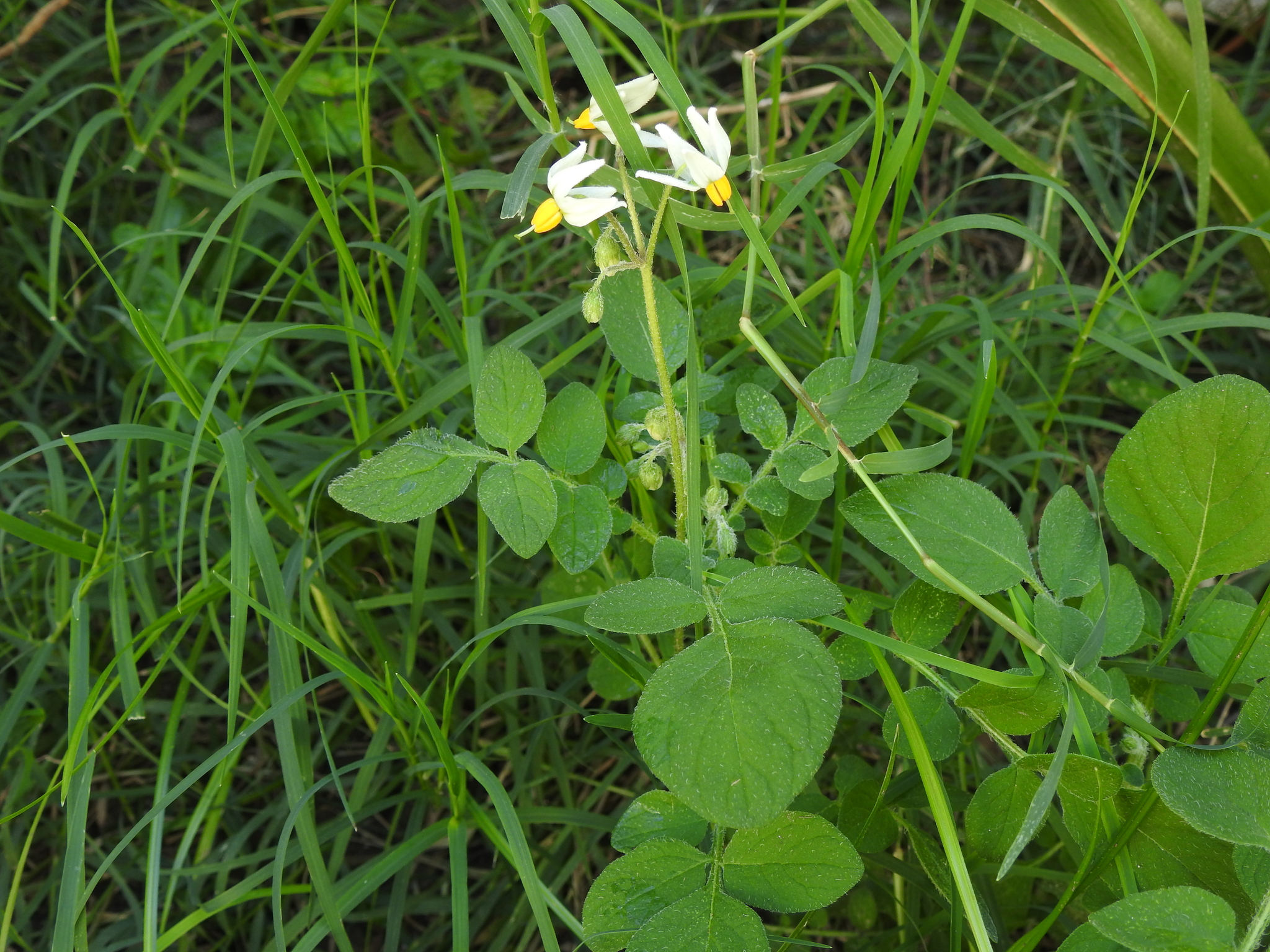 Solanum chacoense Bitter