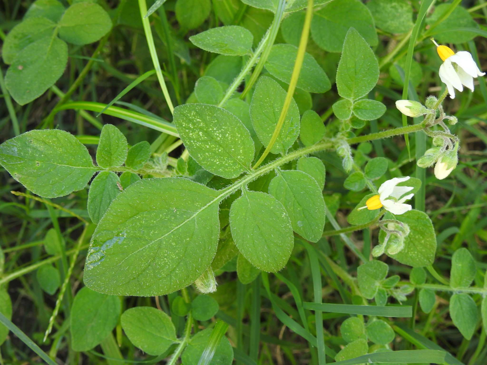 Solanum chacoense Bitter