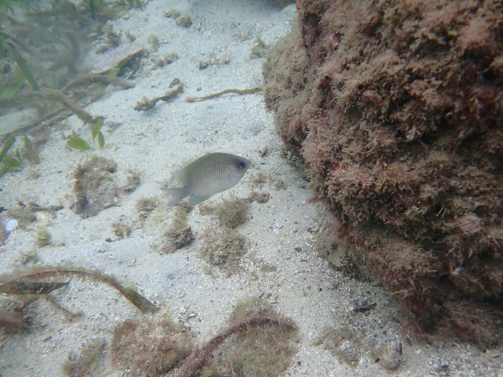 Immaculate Damsel from Jervis Bay JBT 2540, Australia on March 21, 2023 ...