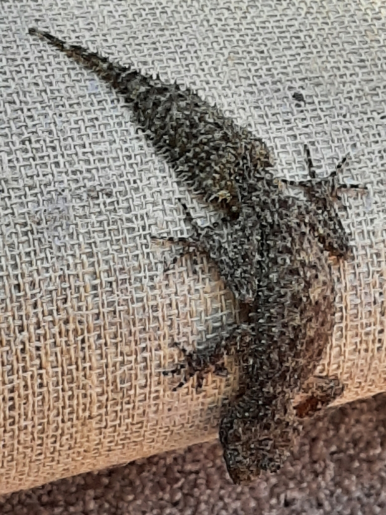 Broad-tailed Gecko from Epping NSW 2121, Australia on April 09, 2023 at ...