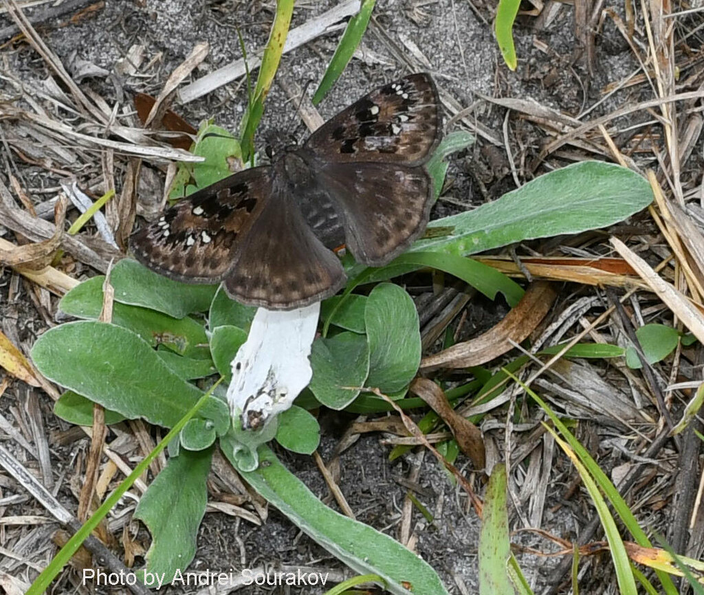 Horace's Duskywing from 13201 San Felasco Pkwy, Alachua, FL 32615, USA ...