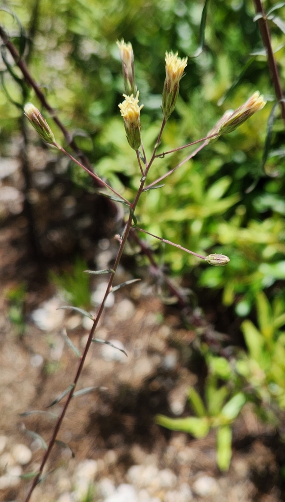 Florida brickell-bush from Larry and Penny Thompson Memorial Park and ...