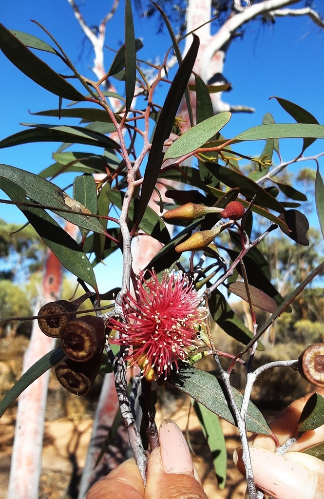 White Mallee from Merredin WA 6415, Australia on March 07, 2023 at 11: ...