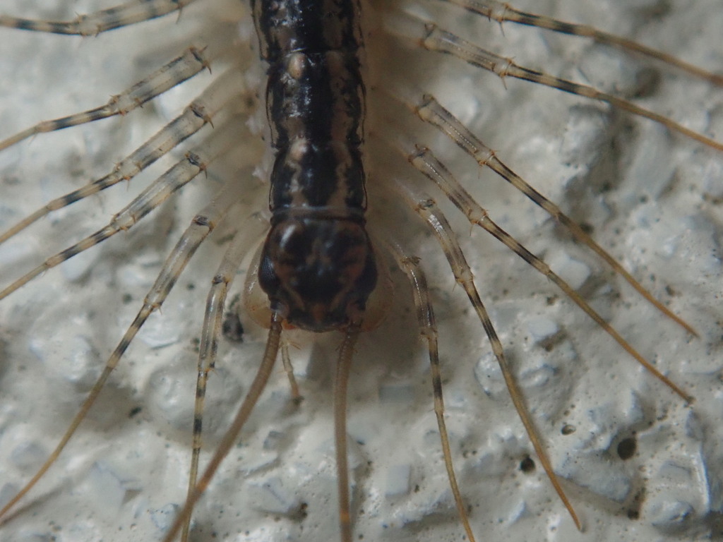 Japanese House Centipede from 日本、〒920-2103 石川県白山市小柳町 on October 07 ...