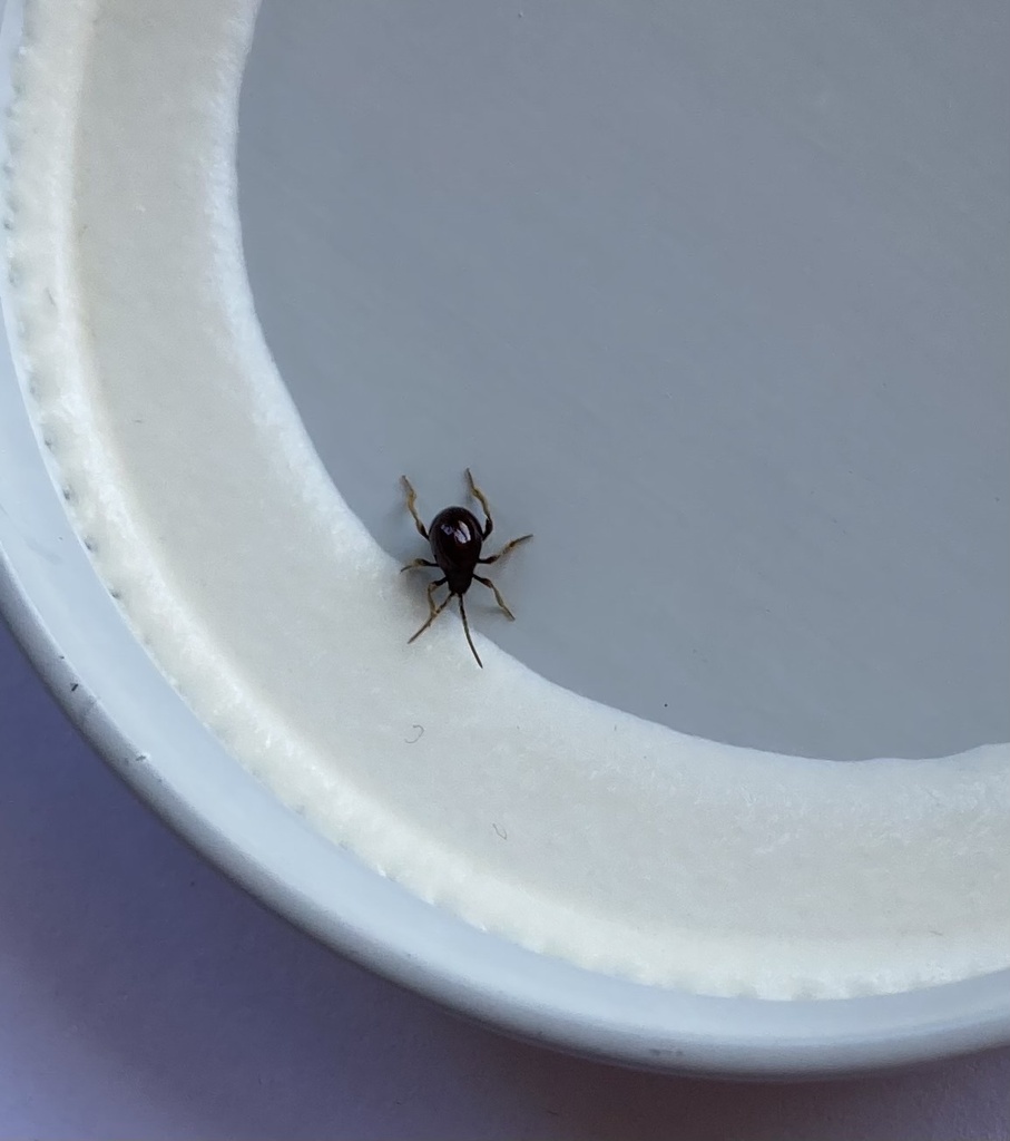 Smooth Spider Beetle from Long Island, New York, NY, US on April 09 ...