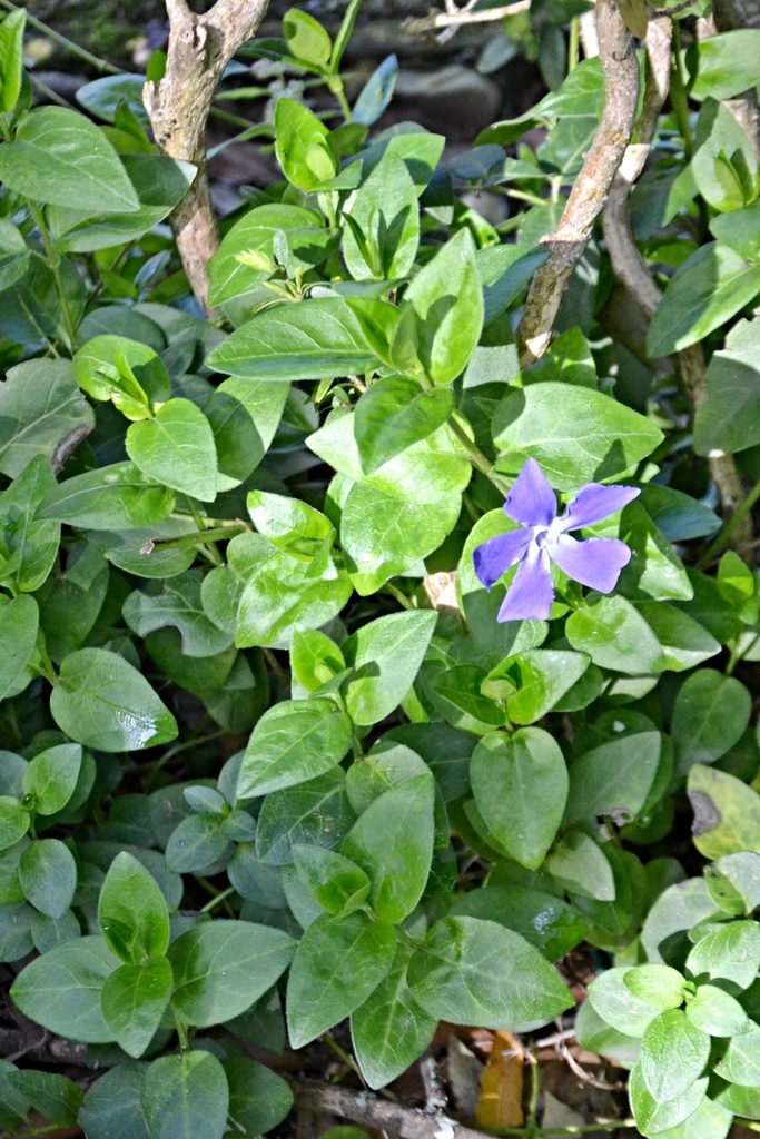 greater periwinkle from 91016 Erice, Provincie Trapani, Itálie on March ...