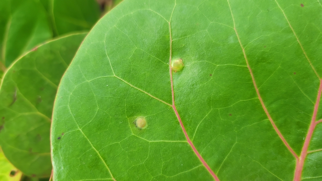 Sea Grape Gall Midge from Venice, FL 34285, USA on April 09, 2023 at 08 ...