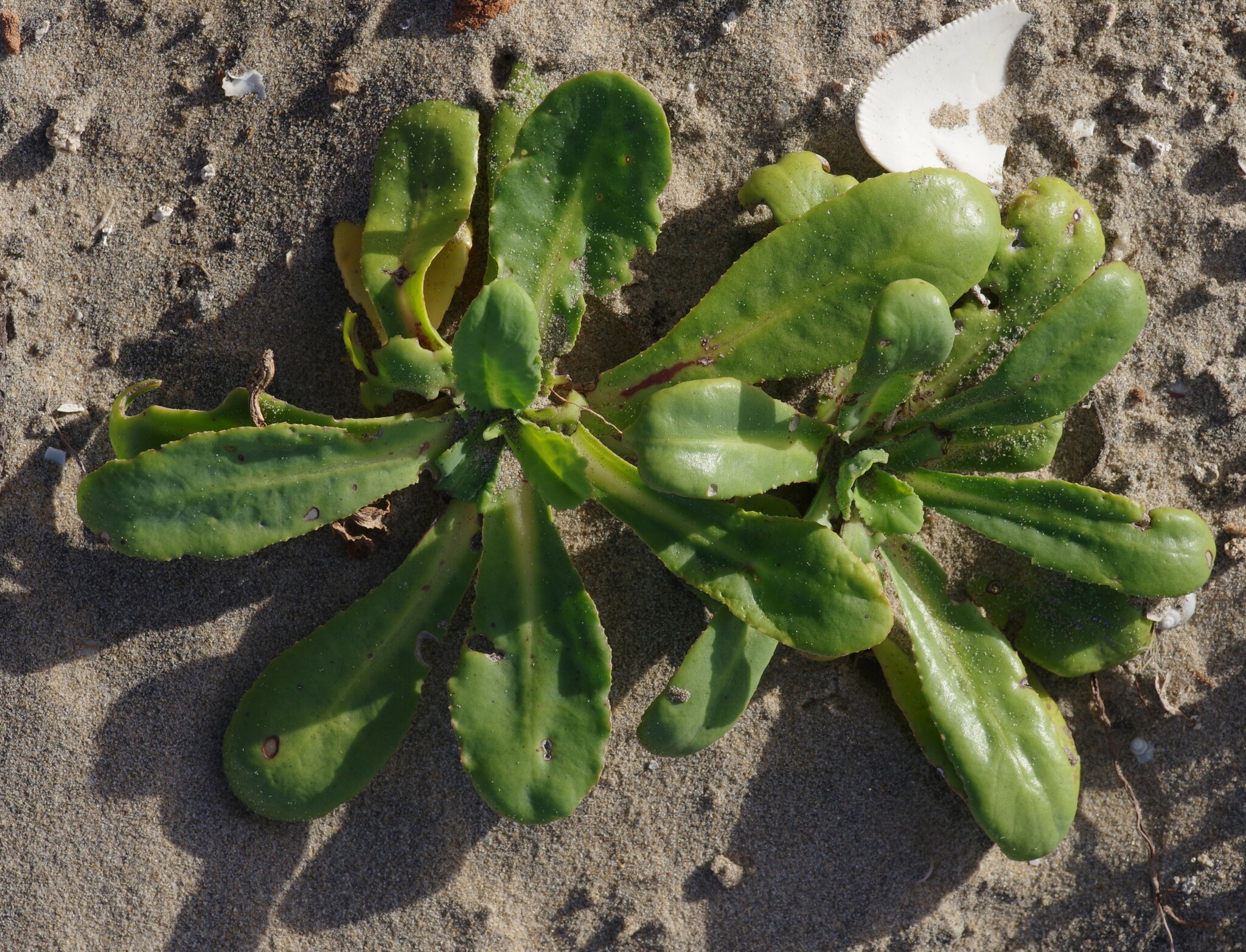 Launaea sarmentosa (Willd.) Sch.Bip. ex Kuntze