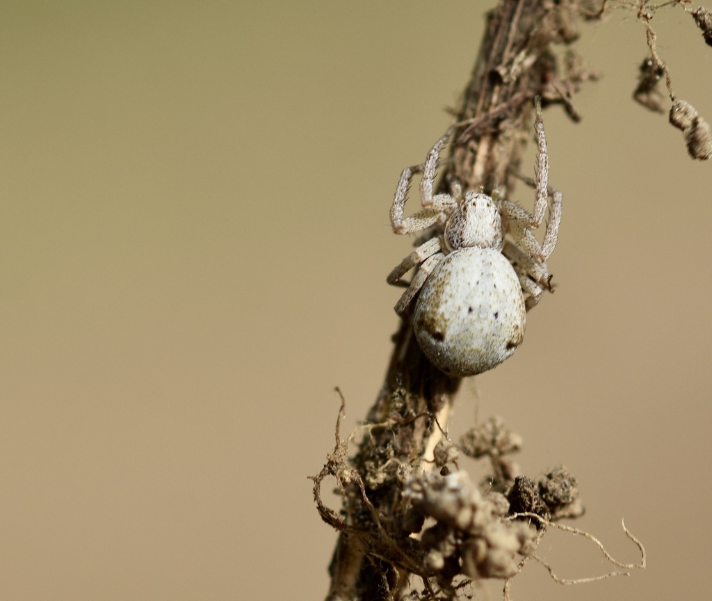 Beautiful Running Crab Spiders from 7200 Campinho, Portugal on April 9 ...