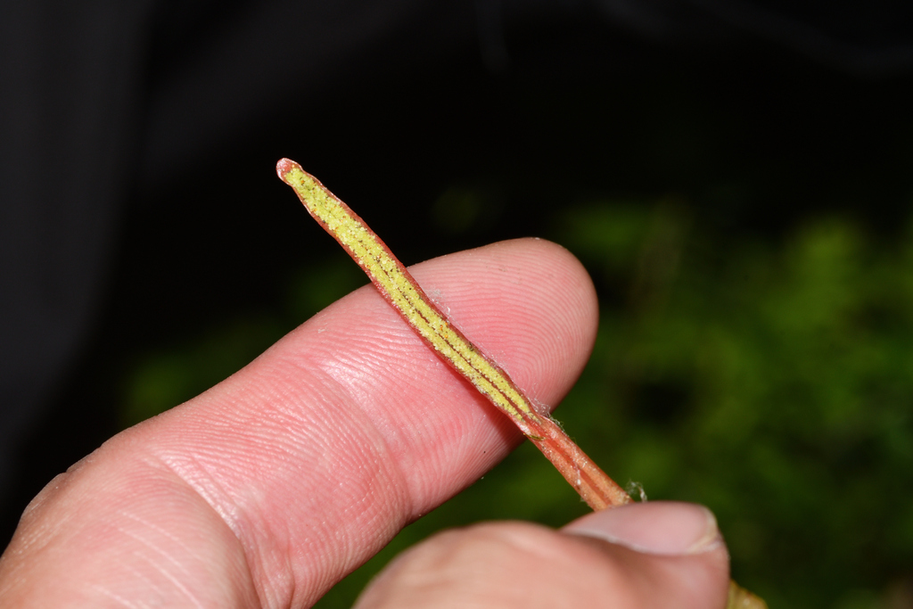 Needle Fern (Lepisorus mucronatus) - Botanical Realm