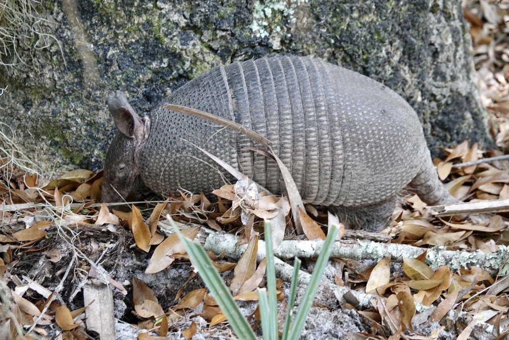 Nine-banded Armadillo from Saint Simons Island, GA, US on April 06, 2023 at 05:01 PM by Mike O ...