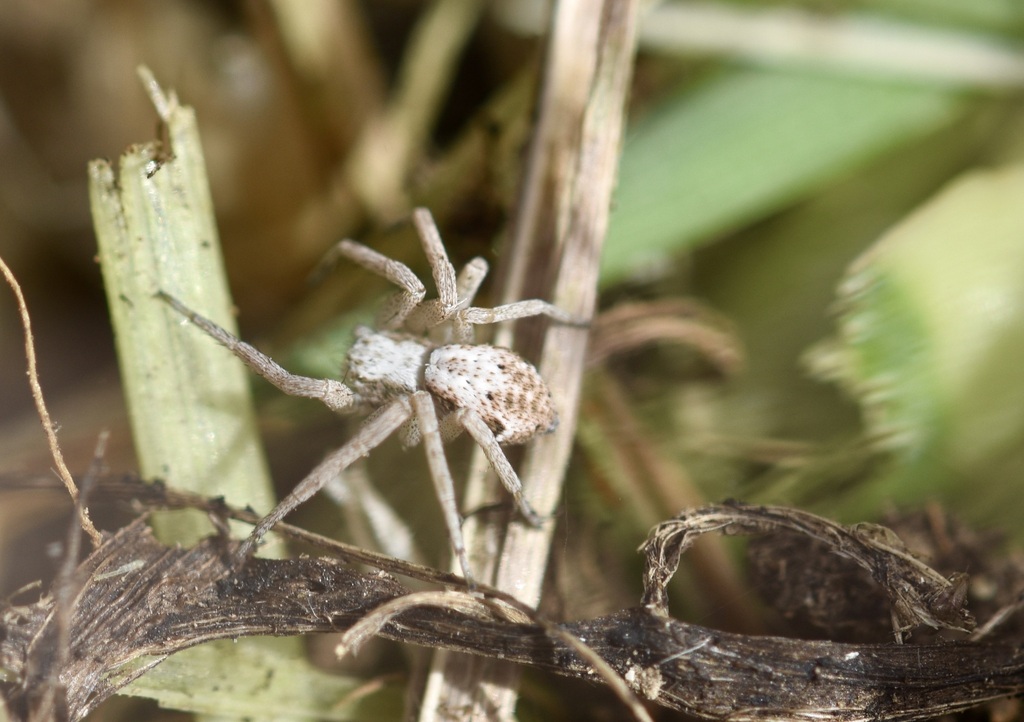 Beautiful Running Crab Spiders from 7200 Campinho, Portugal on April 09 ...