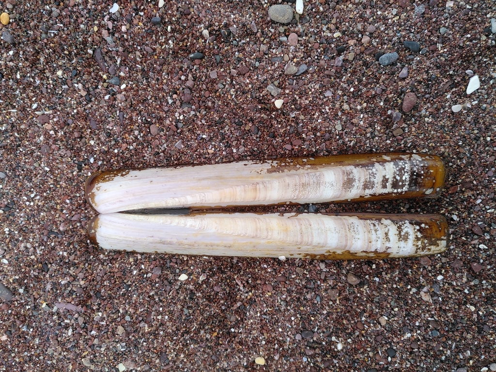 Pod Razor from Teignmouth, UK on 09 April, 2023 at 02:53 PM by le0p0ld ...