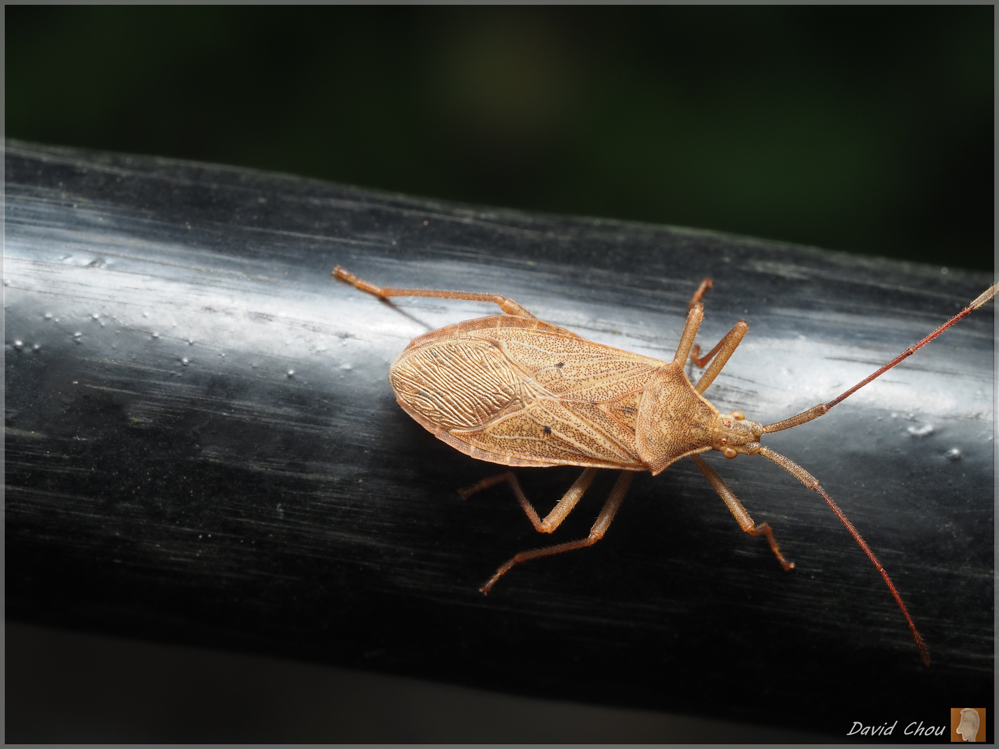 Homoeocerus Burmeister, 1835