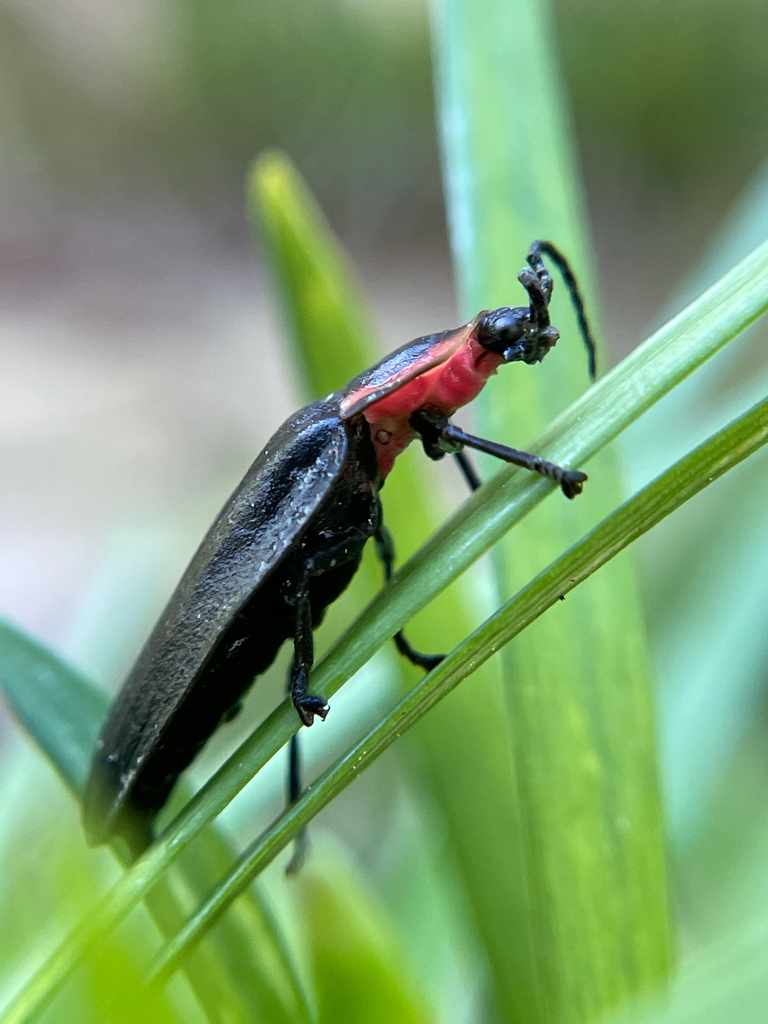 Winter Firefly from Knoxville on April 09, 2023 at 10:29 AM by Jacob ...