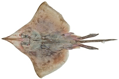 Pale Tropical Skate (Dipturus apricus) - Marine Life Identification