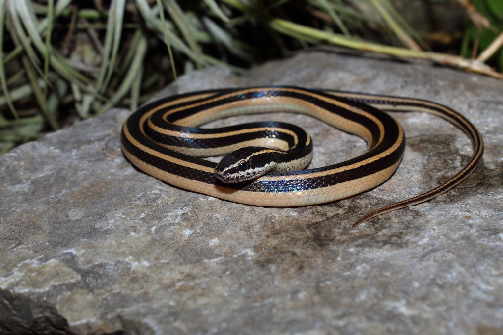 Black-striped Snakes (Coniophanes) - Snakes and Lizards