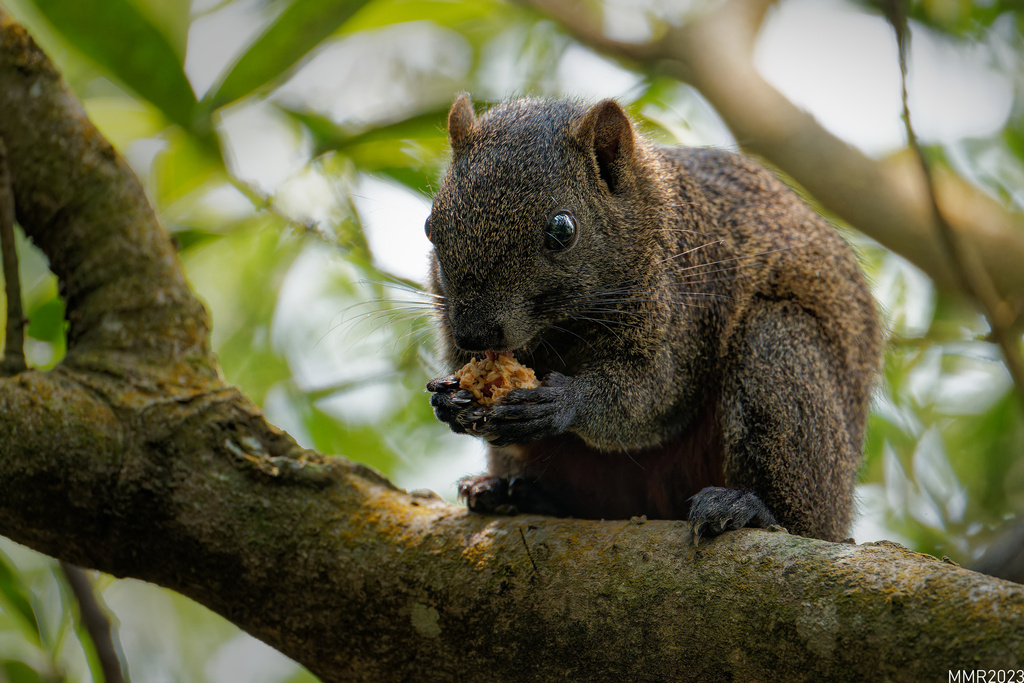 Taiwan Squirrel (Callosciurus erythraeus thaiwanensis) - Know Your Mammals
