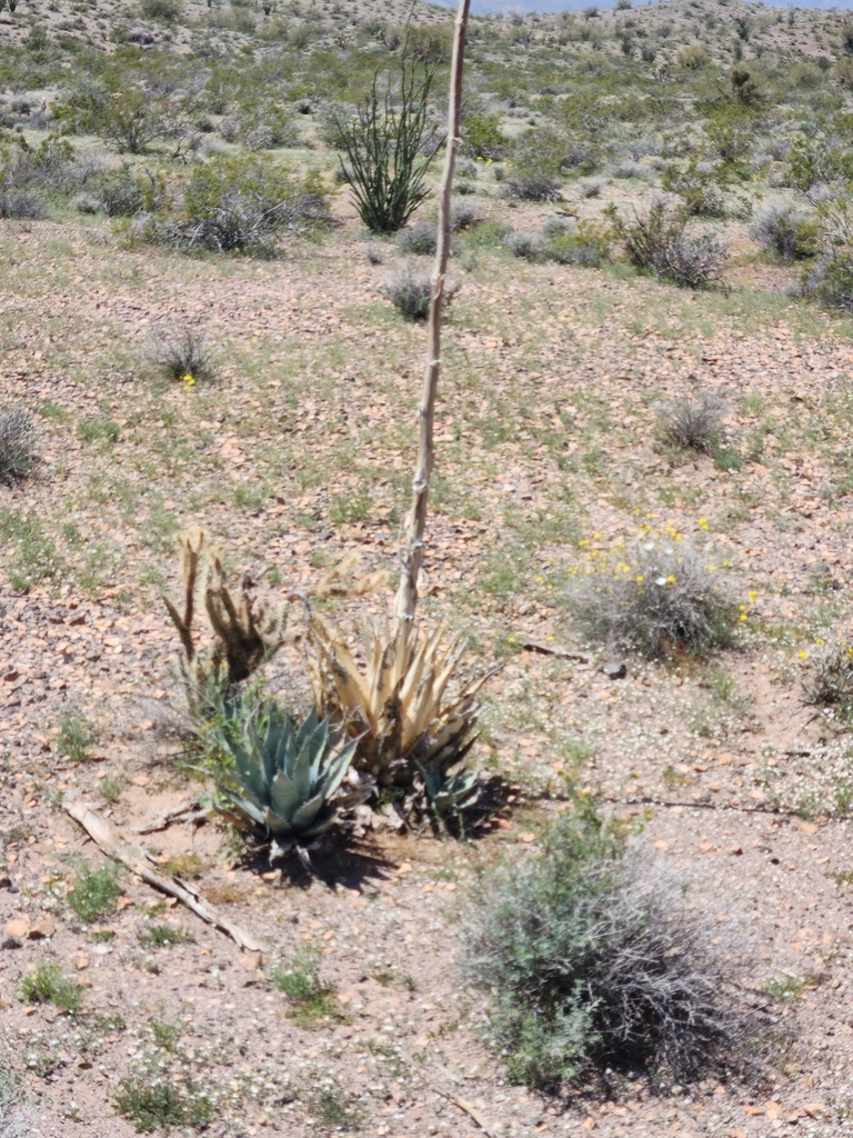 simple desert agave from Yucca, AZ 86438, USA on April 8, 2023 at 11:47 ...
