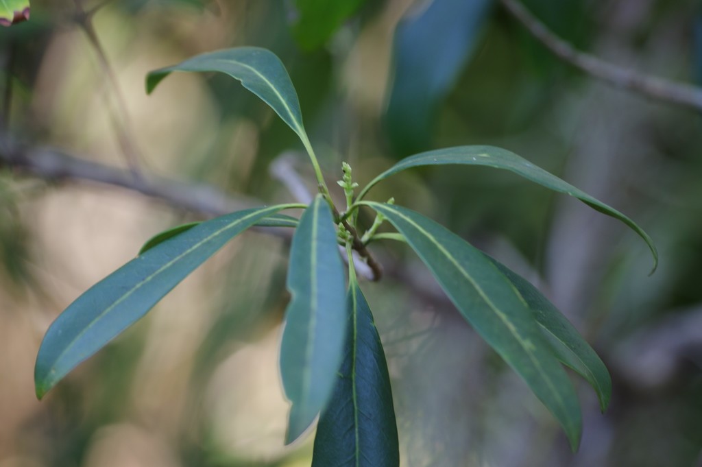 American olive (Cartrema americana) - Botanical Realm