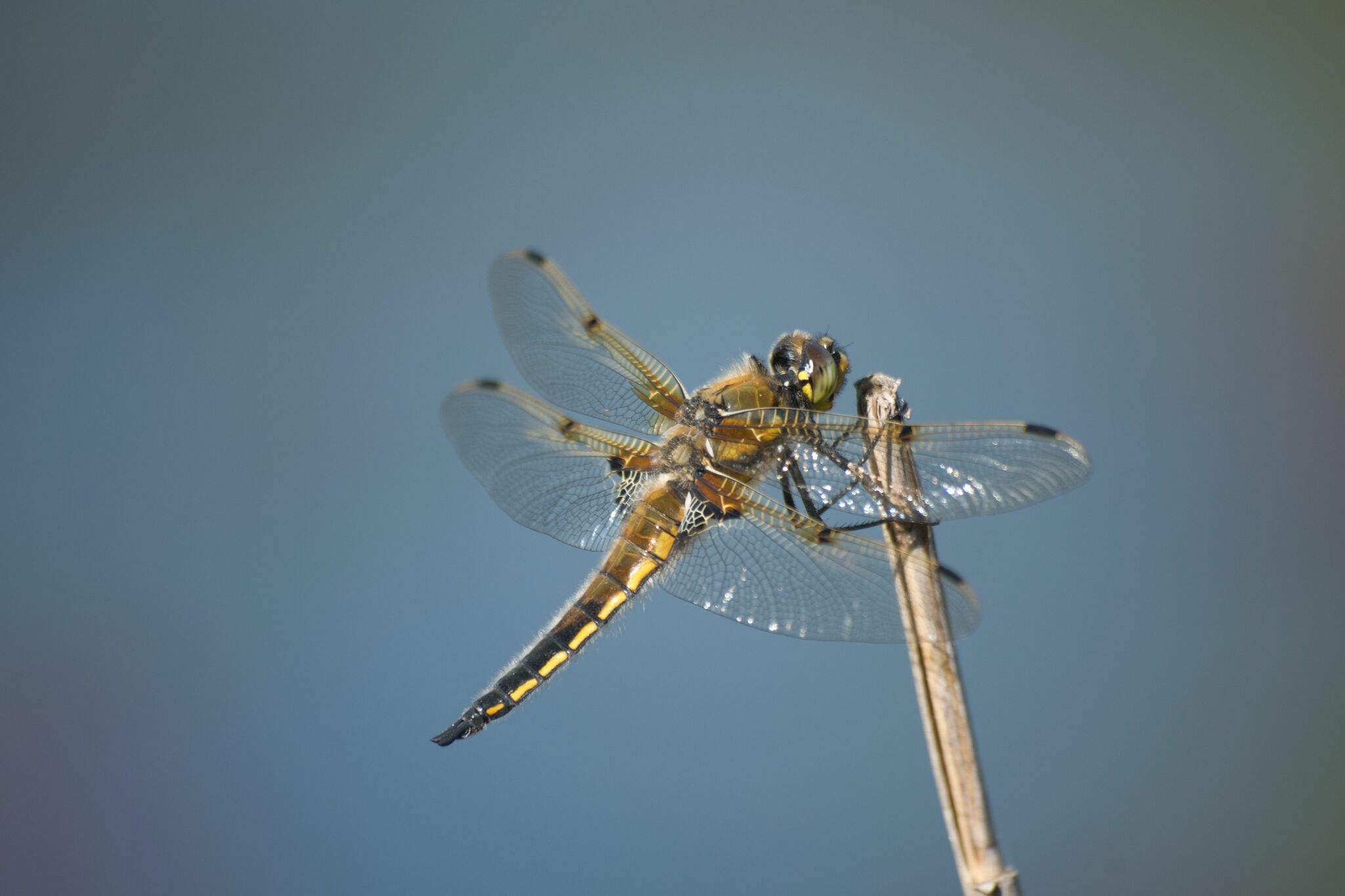 Libellula quadrimaculata Linnaeus, 1758
