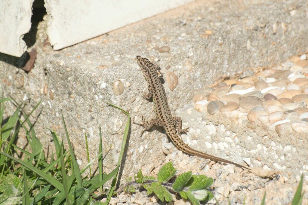 Green Iberian Wall Lizard from 4520 Santa Maria da Feira, Portugal on ...