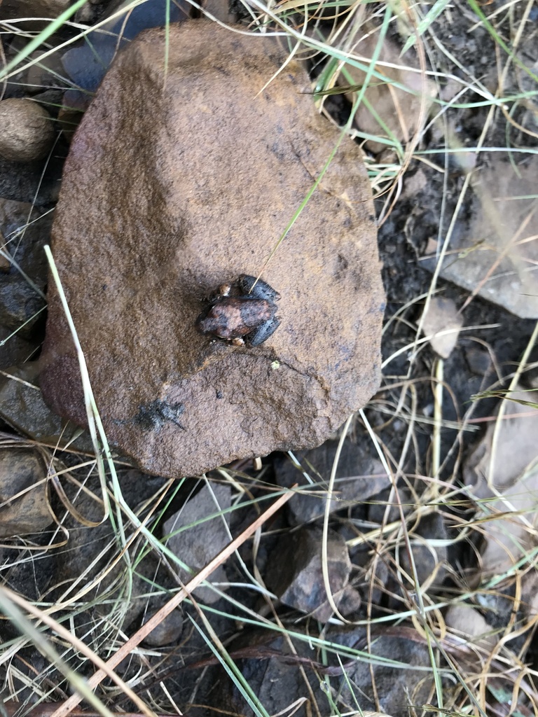 Natal sand frog from Chris Hani, ZA-EC, ZA on April 8, 2023 at 04:43 PM ...