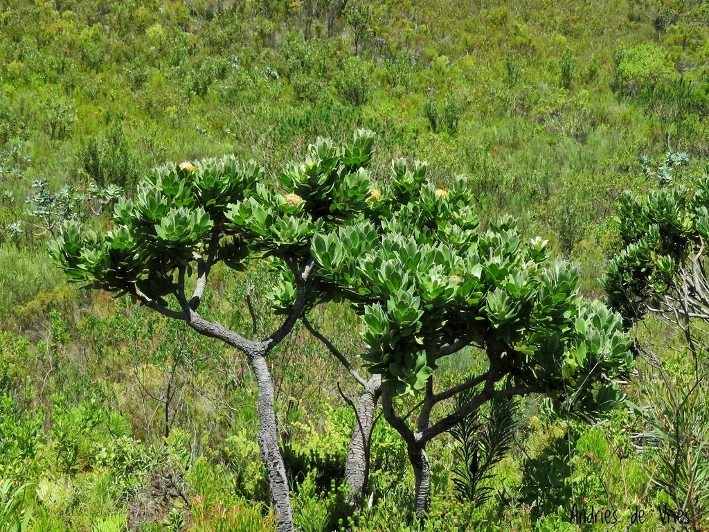 tree pincushion from Fernkloof Nature Reserve on February 02, 2023 at ...