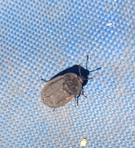 Observations by nicothoe · iNaturalist