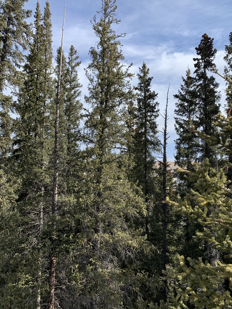 white spruce from Bow Ridge Cres, Cochrane, AB, CA on April 09, 2023 at ...