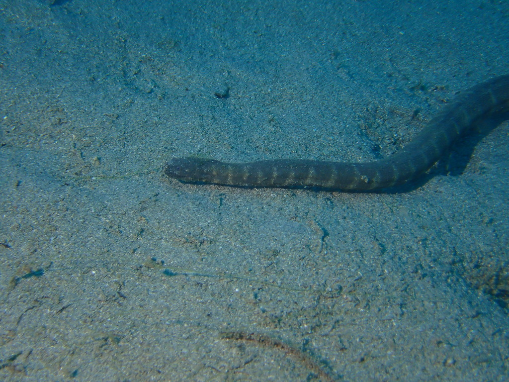 Marine File Snake from Minahasa, Sulawesi Utara, Indonesia on June 23 ...