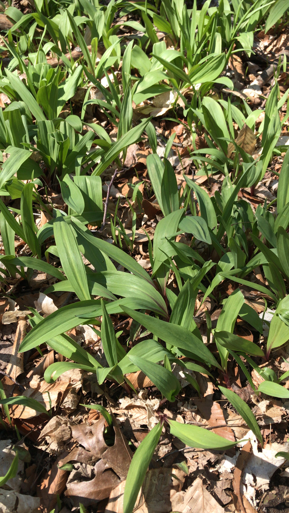 wide leek in April 2023 by sporebreath · iNaturalist
