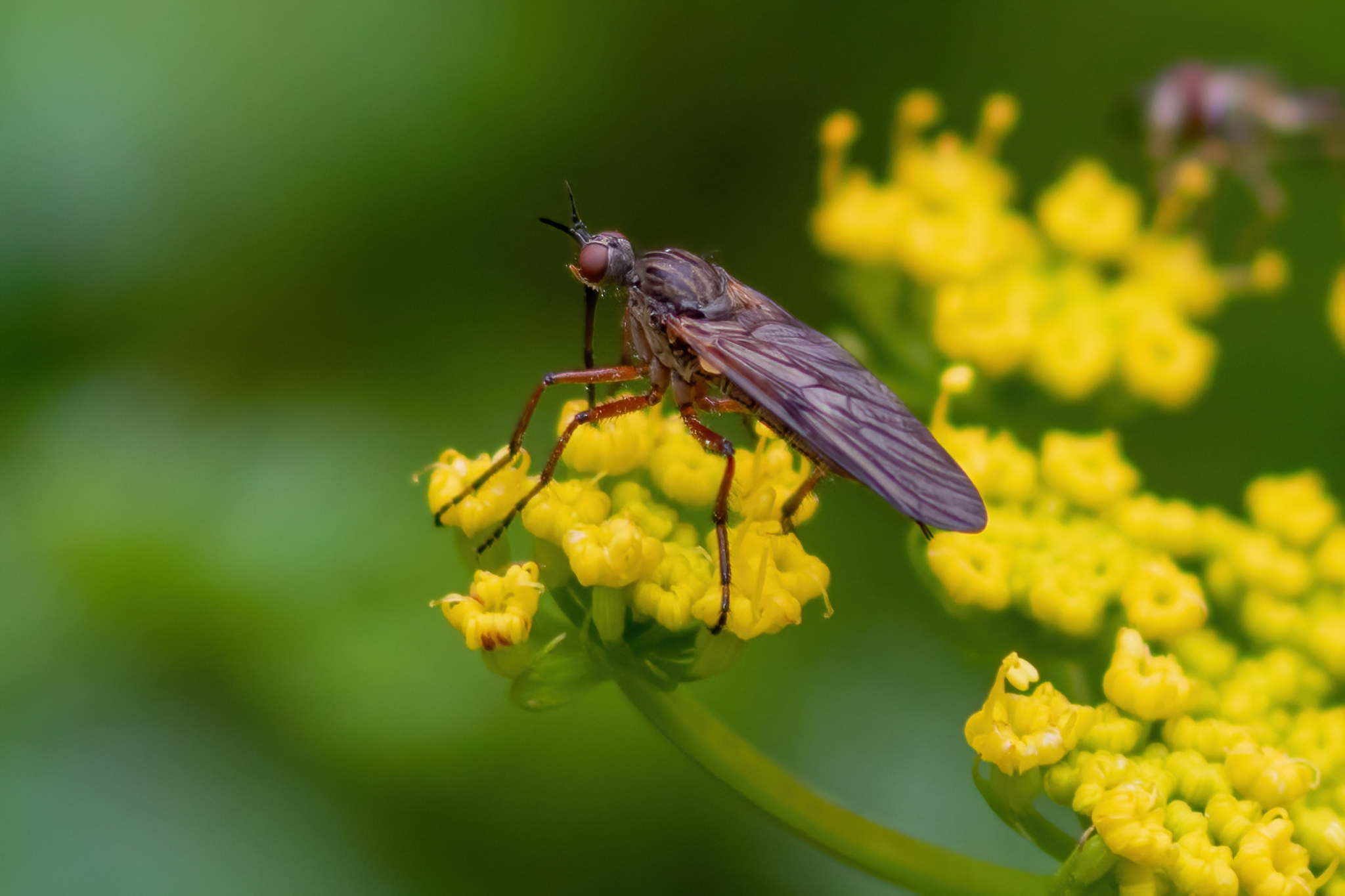 Empididae