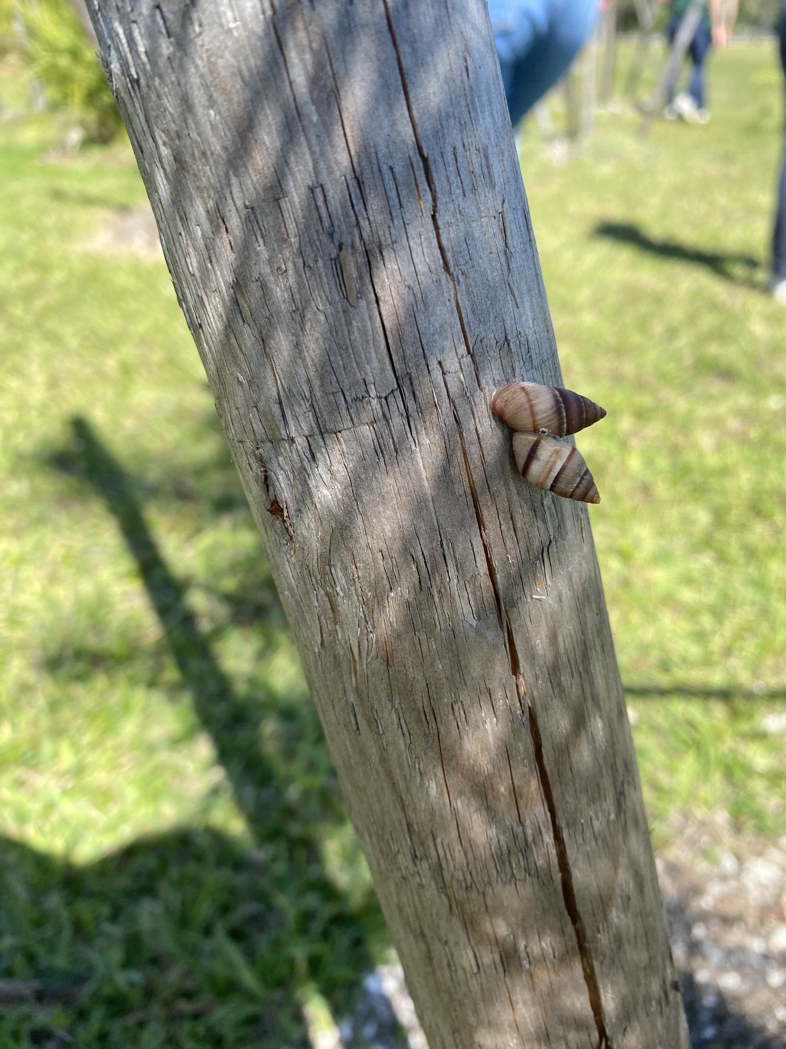 Bulimulus guadalupensis (Bruguière, 1789)