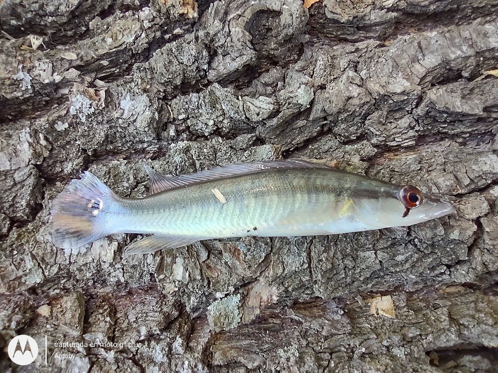 Longjaw Pike Cichlid from Zárate, Provincia de Buenos Aires, Argentina ...