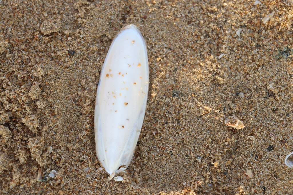 Pharaoh Cuttlefish from Edward Elliot's Beach on April 8, 2023 at 05:38 ...