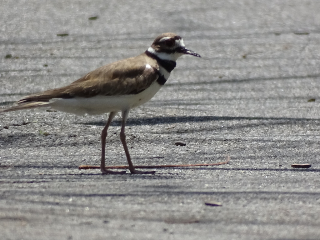 Killdeer from Puerto Rico, Bayamón, Puerto Rico, US on April 9, 2023 at ...