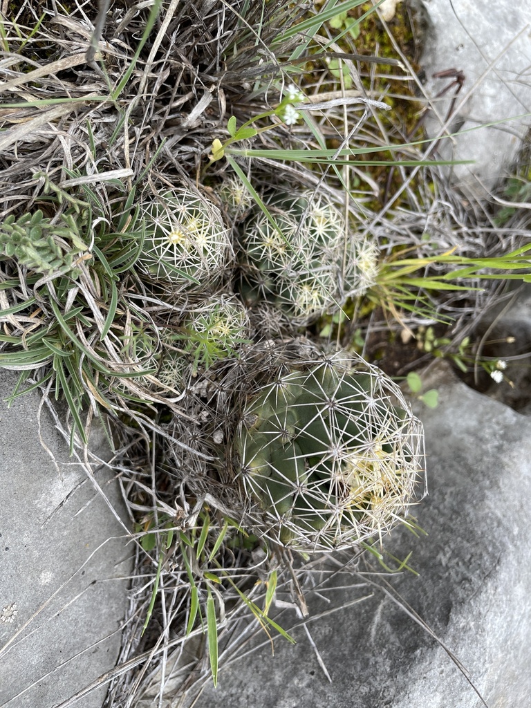 Biznaga partida elegante desde Greystone Ranch Rd, Burnet, TX, US el 09 ...