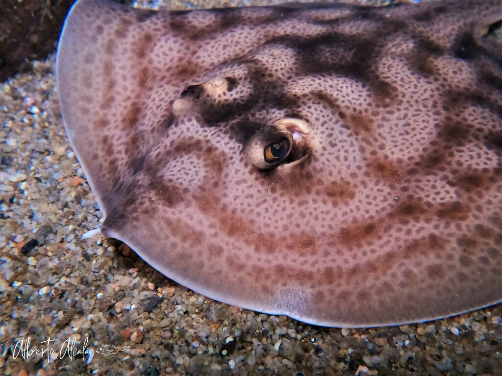 Bullseye Round Stingray (Urobatis concentricus) - Marine Life ...
