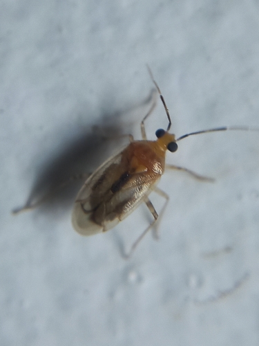 Dortus vittatus · iNaturalist United Kingdom