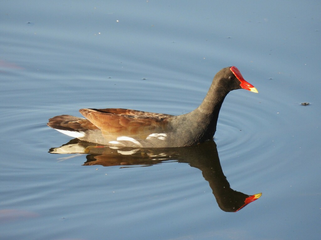 Common Gallinule from Cupey, San Juan, Puerto Rico on April 09, 2023 at ...