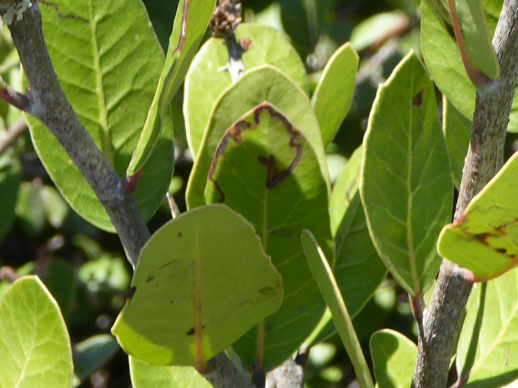 Stigmella heteromelis from Imperial Beach, CA, USA on April 08, 2023 at ...
