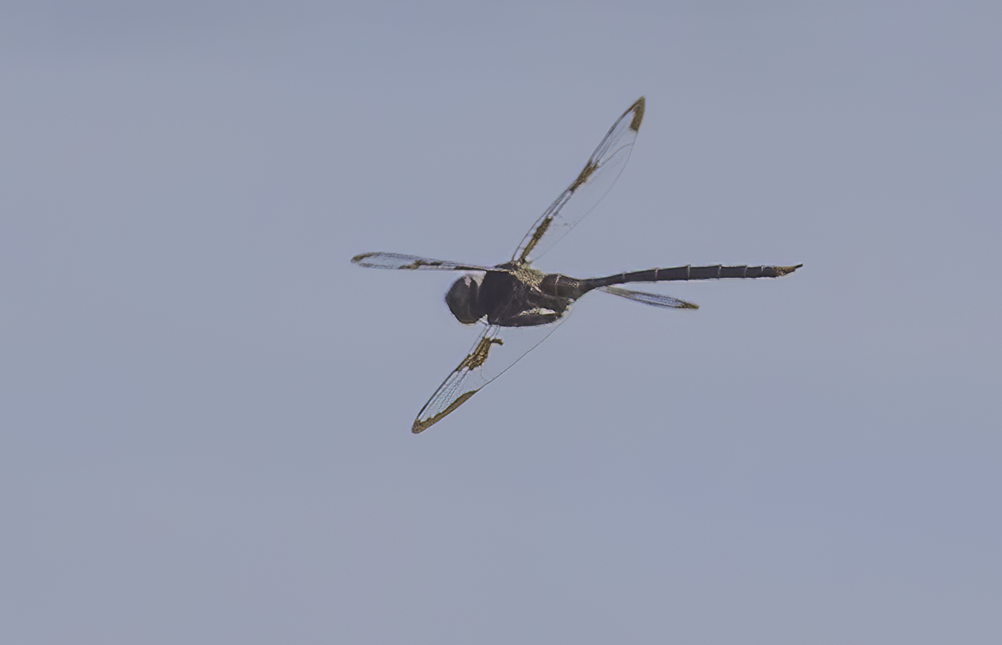 Epitheca princeps Hagen, 1861