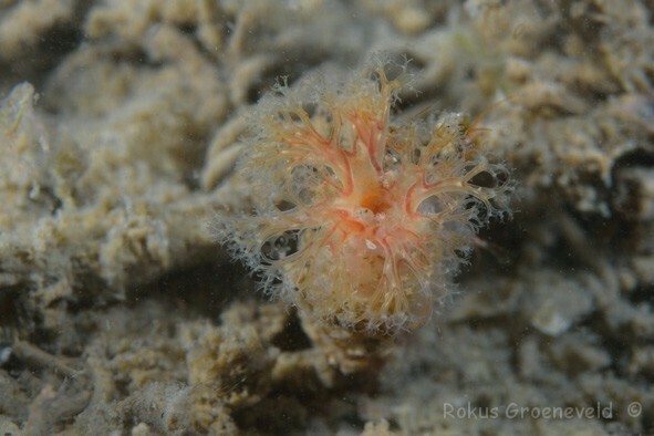 Owenia fusiformis from Oosterschelde, dive site: Zeelandbrug, The ...