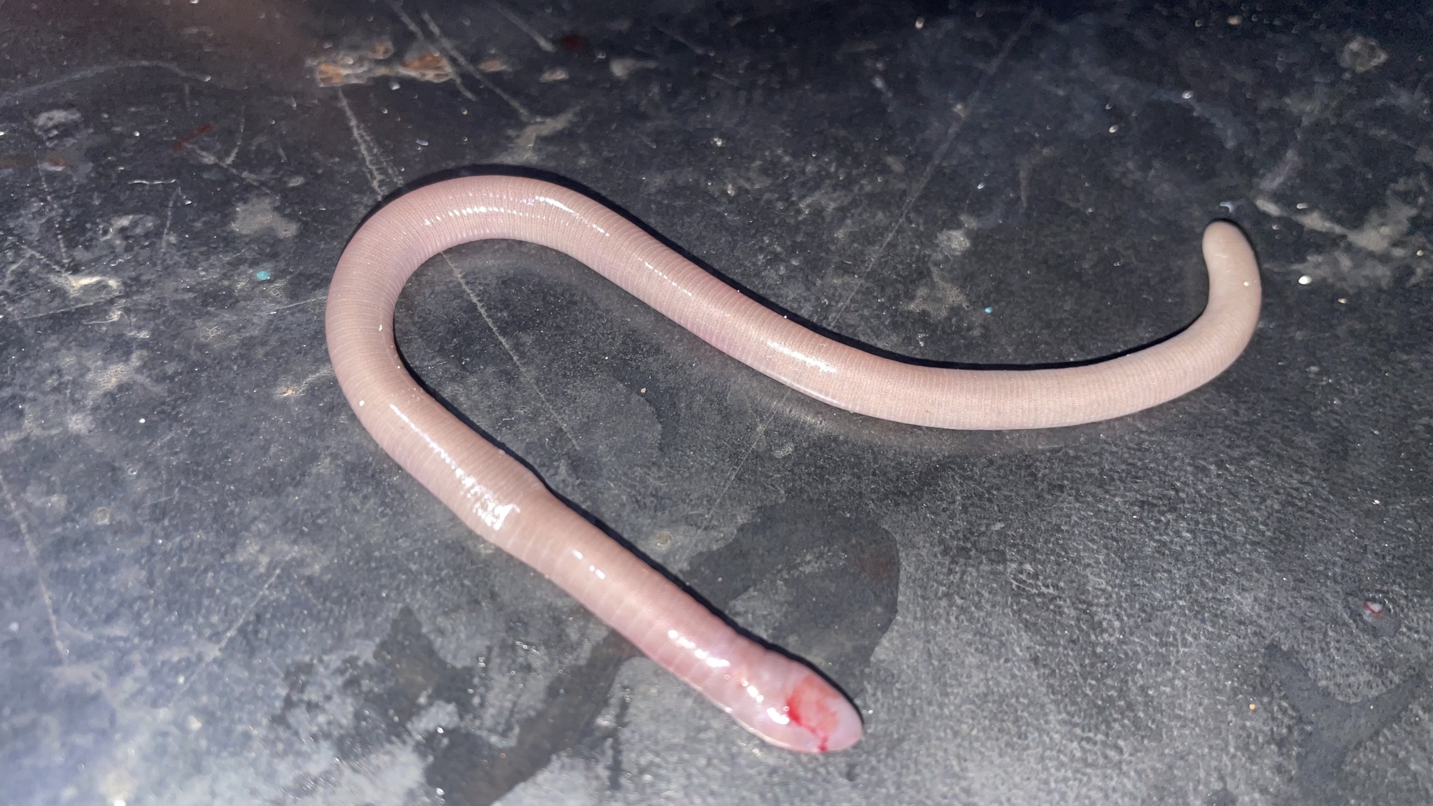 Dermophis oaxacae (Mertens, 1930)